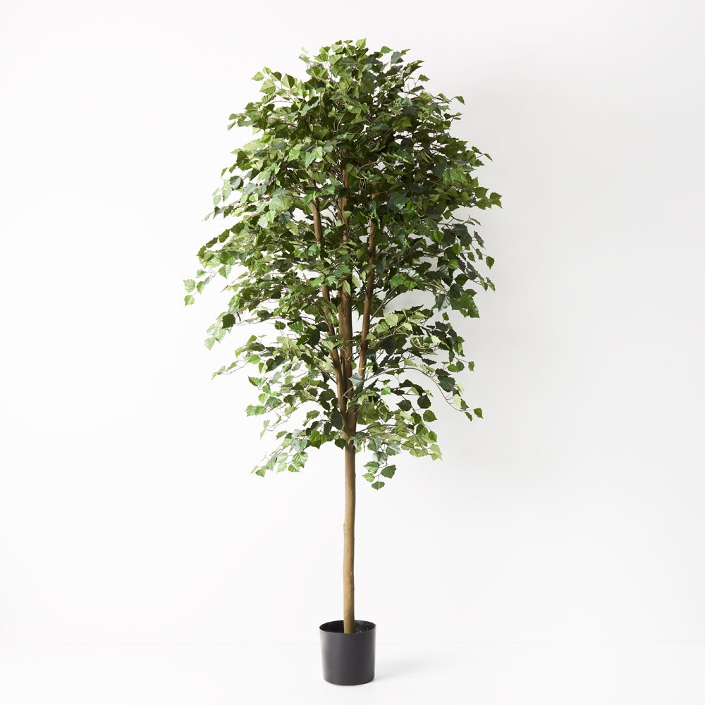 Birch Tree 200cm – Golden Sable Florist